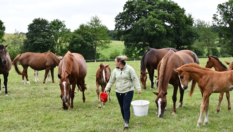 elevage_equin_2 - MFR de Questembert